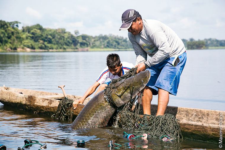 Perú - La recuperación del paiche y su relación con el Pacaya Samiria