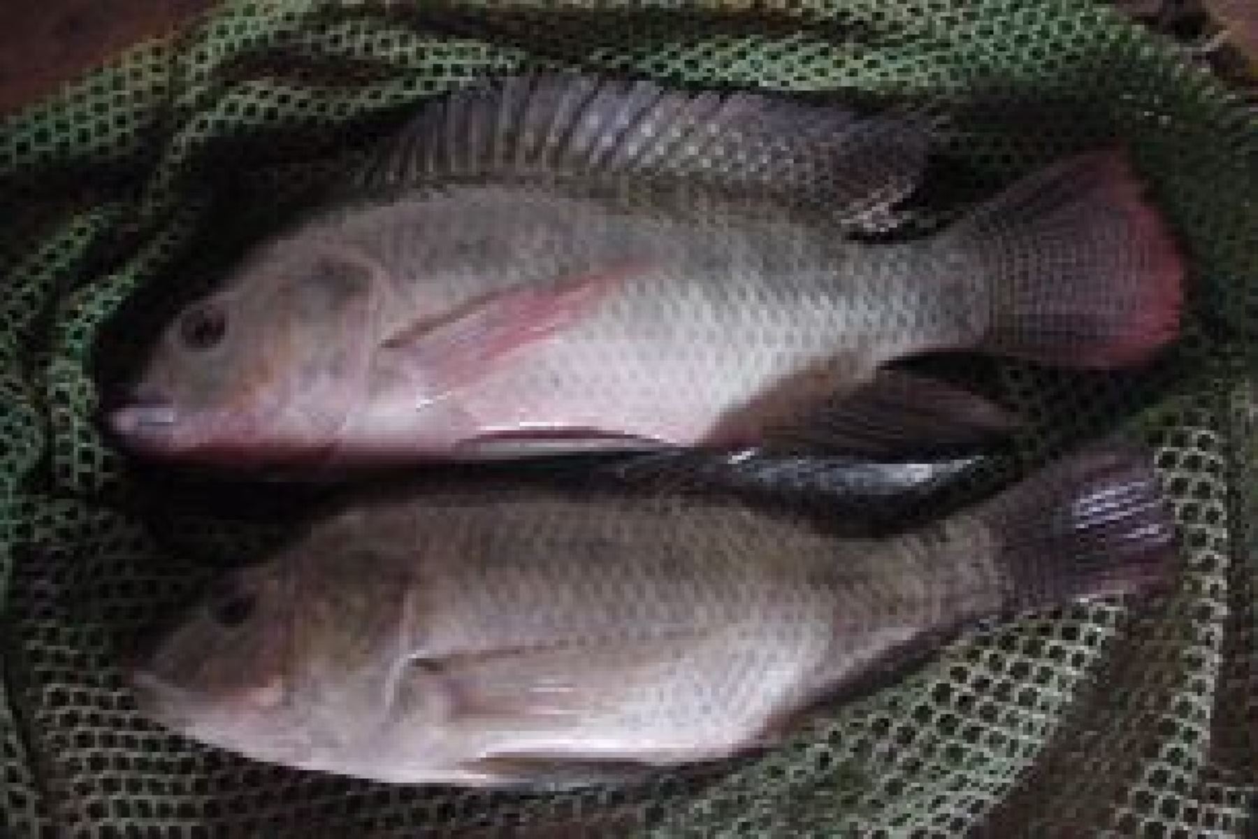 Perú - Familias de caseríos de Mórrope producirán 10 toneladas de tilapia