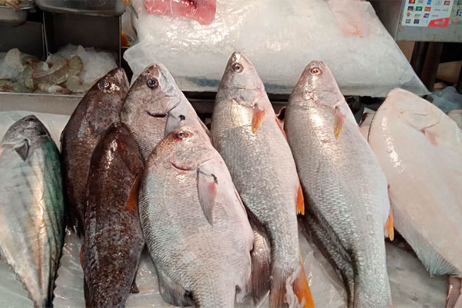 Perú - Nutricionistas recomiendan consumir pescado ante el alza del ...