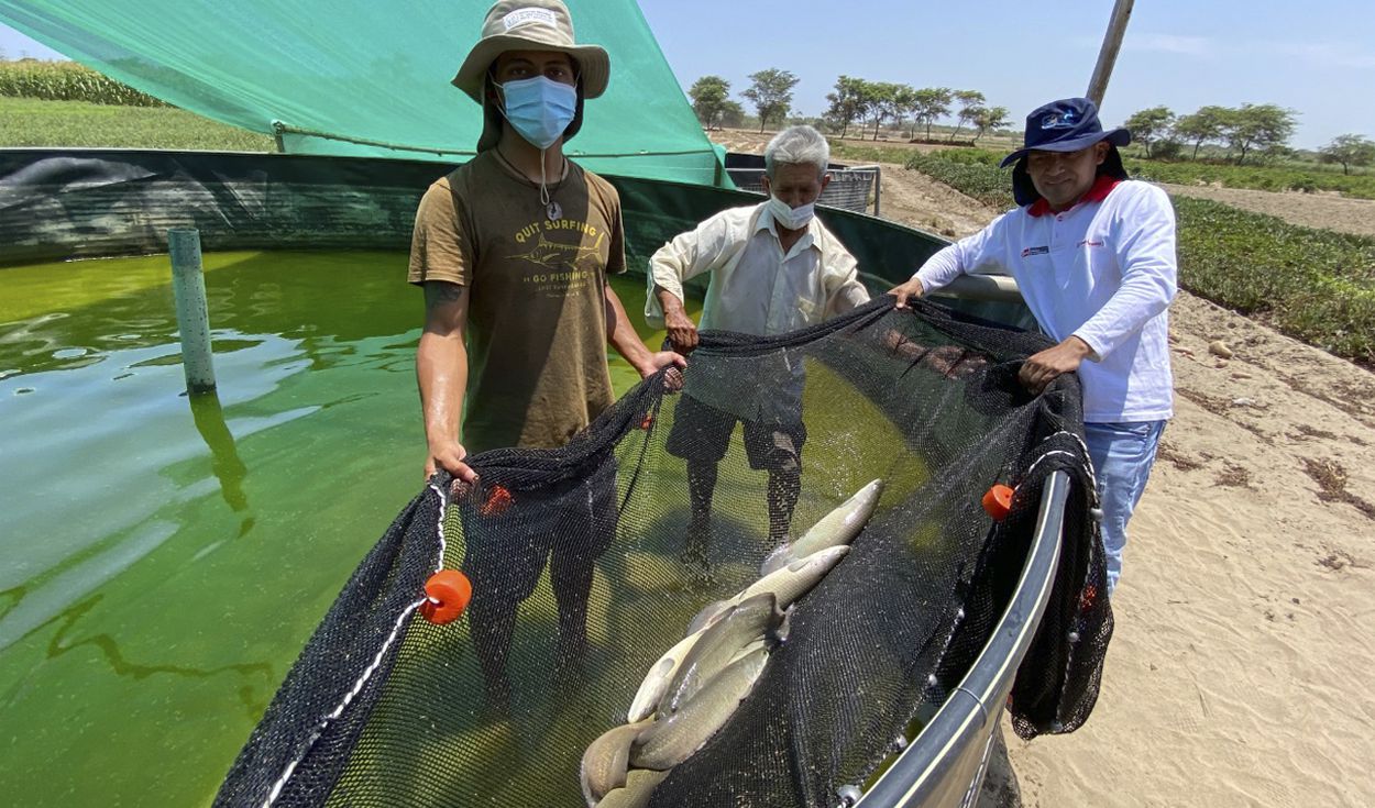 Perú - Lambayeque produce su primera tonelada de paiche en piscigranjas