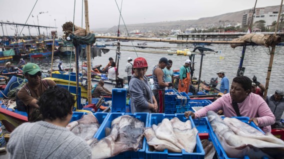 Perú - El largo y difícil camino hacia la normalidad en la pesca