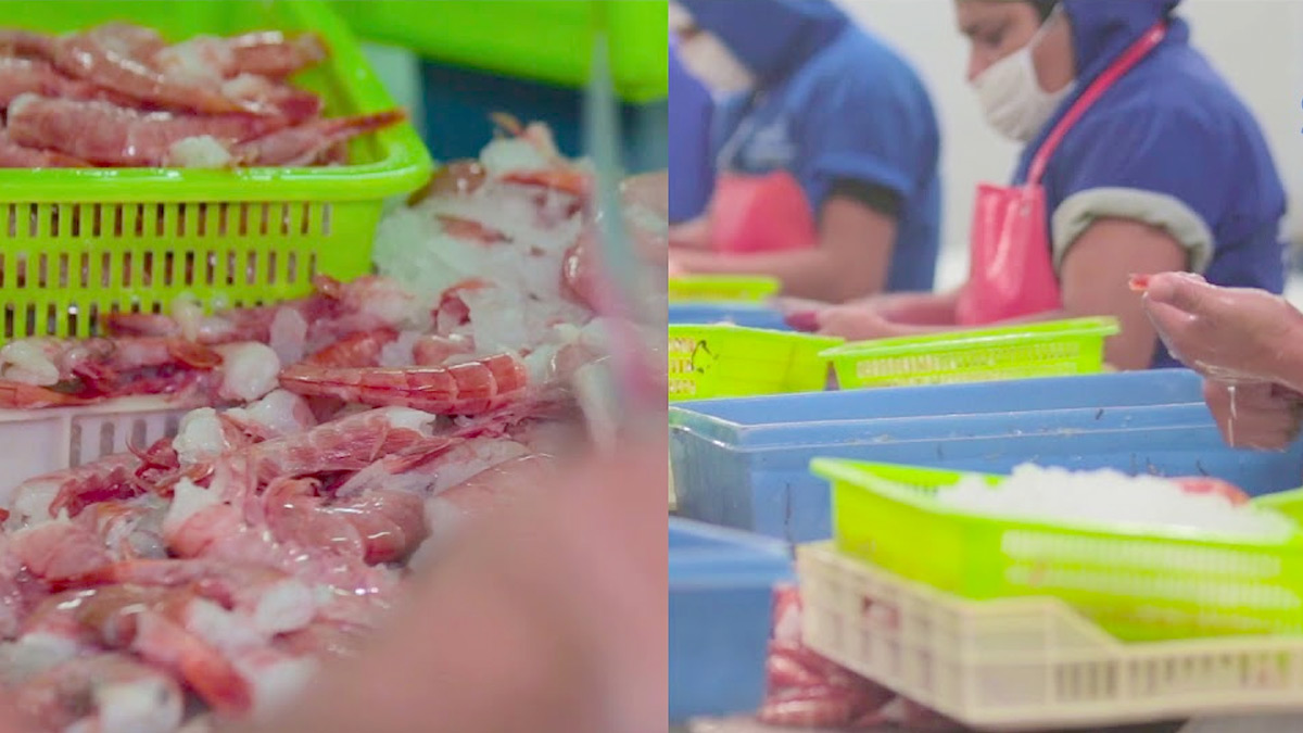 Perú - Paita: Seafrost en peligro de cerrar por obstáculos a las ...