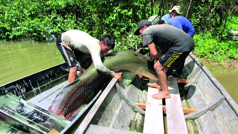 Paiche: el milagro ocurrido en la selva peruana que pasó de tener 68 a ...
