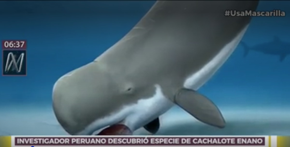 Perú - Peruano descubrió especie de cachalote enano que vivió hace 7 ...