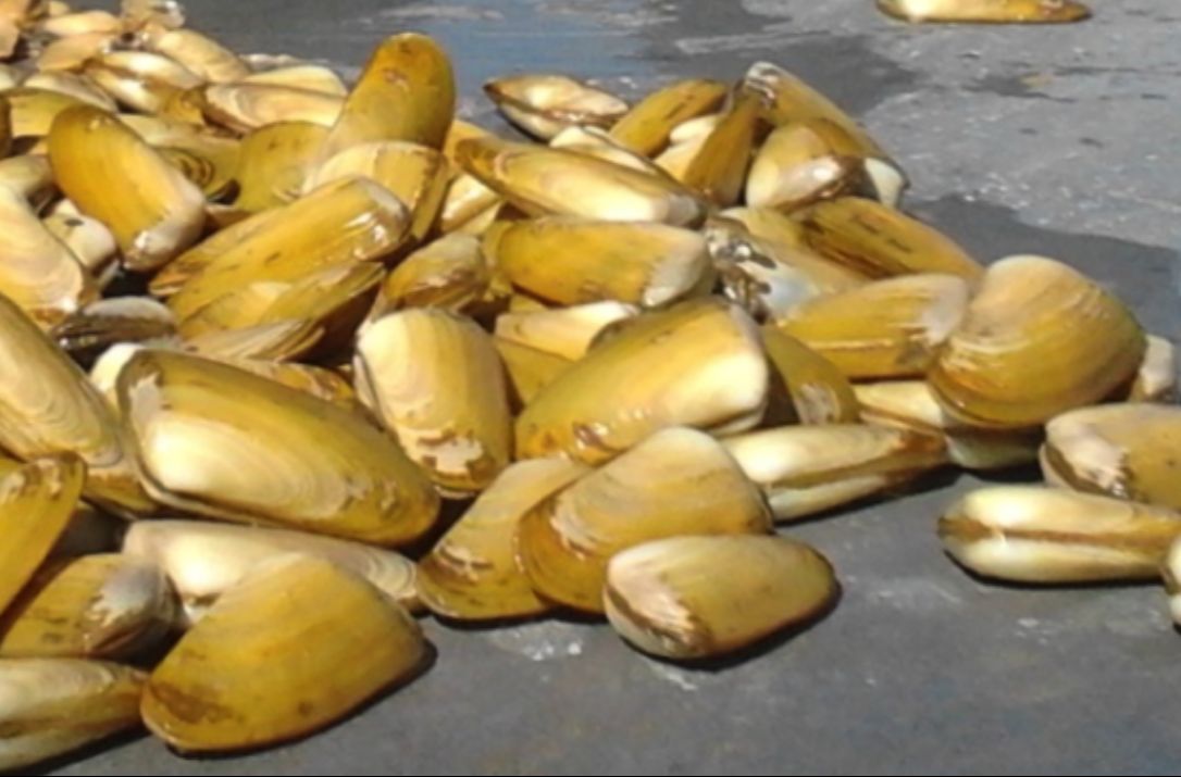 Chile - Inédito estudio de la macha en Perú y Chile devela su ...