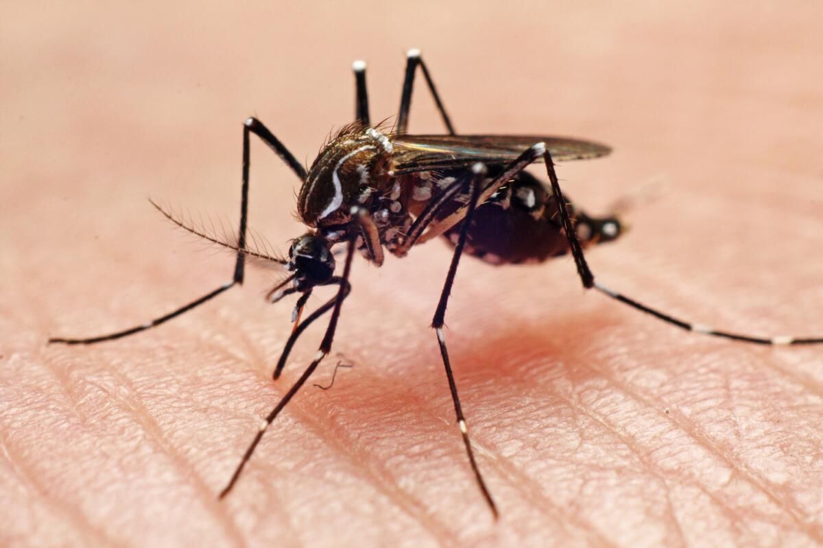 Argentina - Dengue: siembran peces para controlar al mosq...