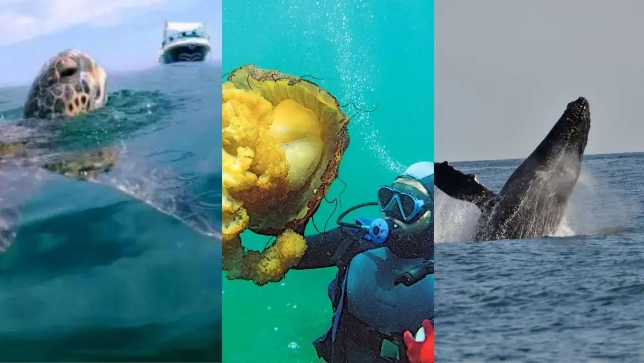 Perú - Conoce la nueva Reserva Nacional Mar Tropical Grau en Tumbes y Piura