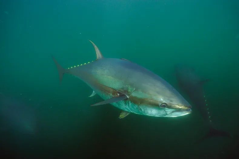 España - Día Mundial del Atún: conoce 3 datos sobre este animal