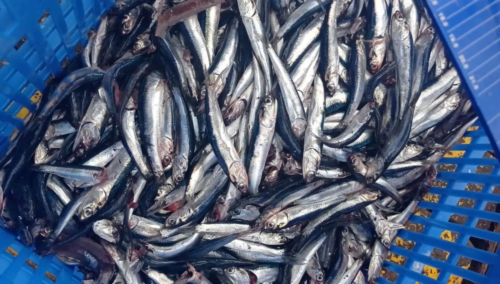 Perú - Produce establece un límite máximo de captura de anchoveta ...