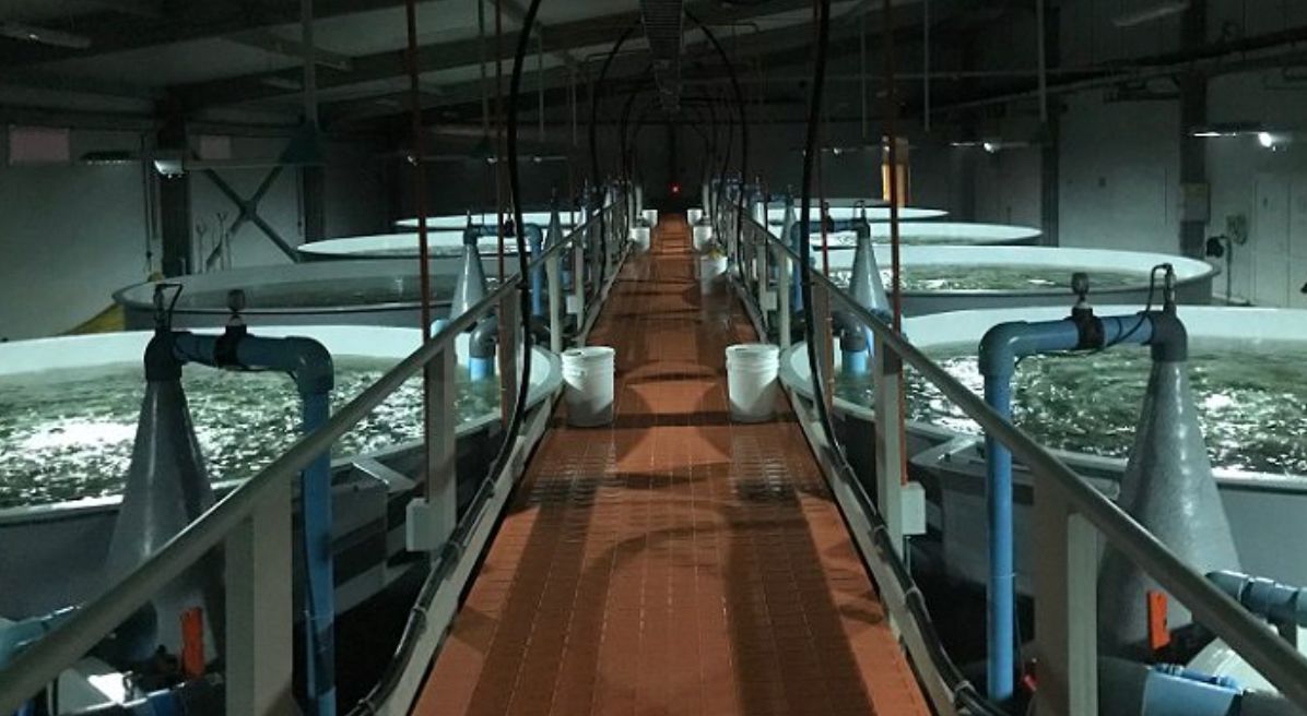 Chile - Resaltan avances y desafíos en el cultivo de Seriola en el ...