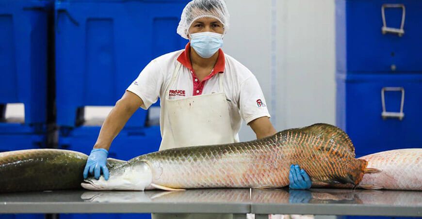 Perú - Capacitarán en cultivo y procesamiento del paiche