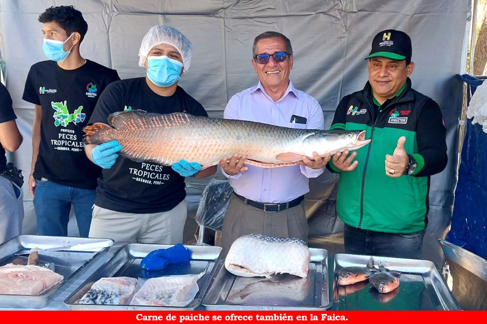Perú - Huánuco produce 200 toneladas de paiche al año