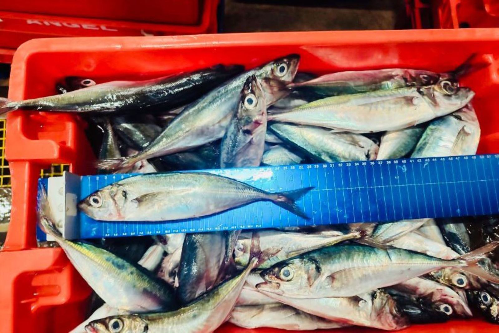 Perú - Dan por concluidas actividades extractivas del recurso jurel