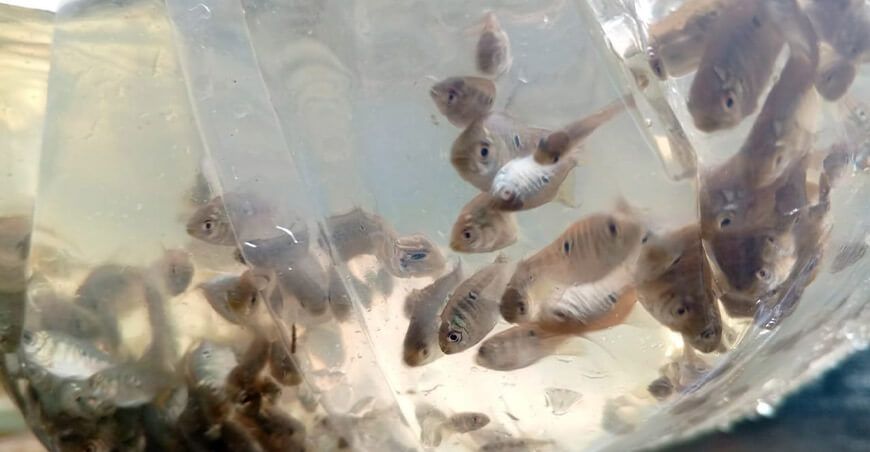 Perú - Devida entregará alevinos gamitana a productores piscicultura ...