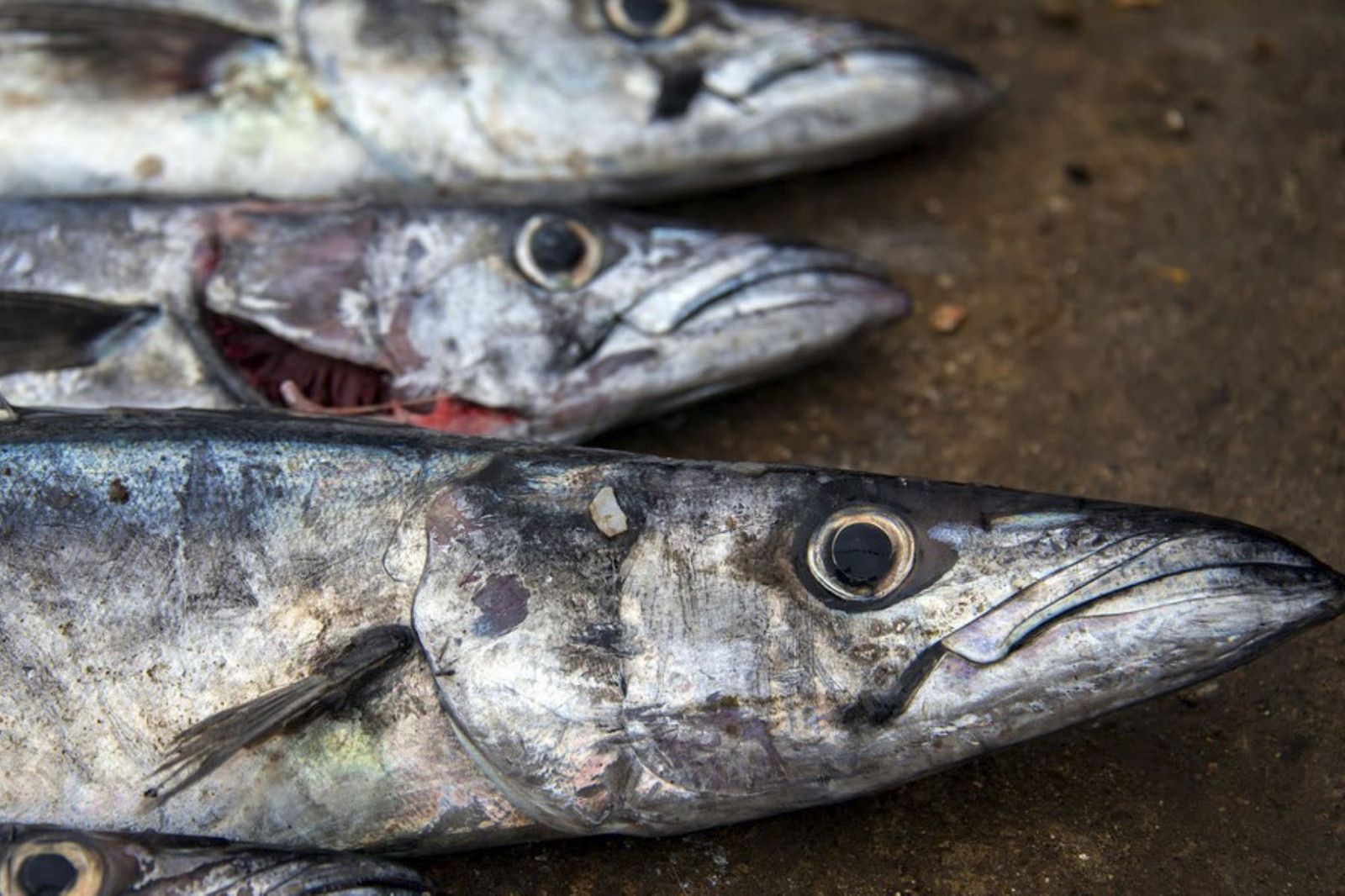 Perú - Ministerio de la Producción autoriza actividad extractiva del jurel