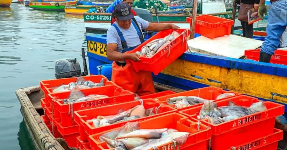 Perú - Ministro de Producción anuncia que la pota "reaparecerá" en el ...