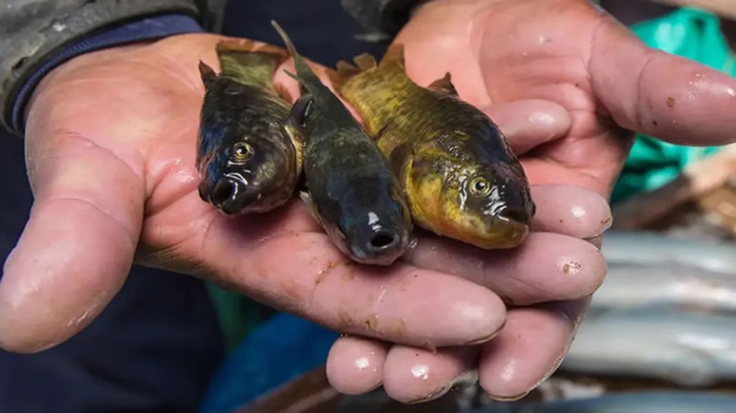 Perú - Lago Titicaca en crisis: reproducción del carachi al borde del ...