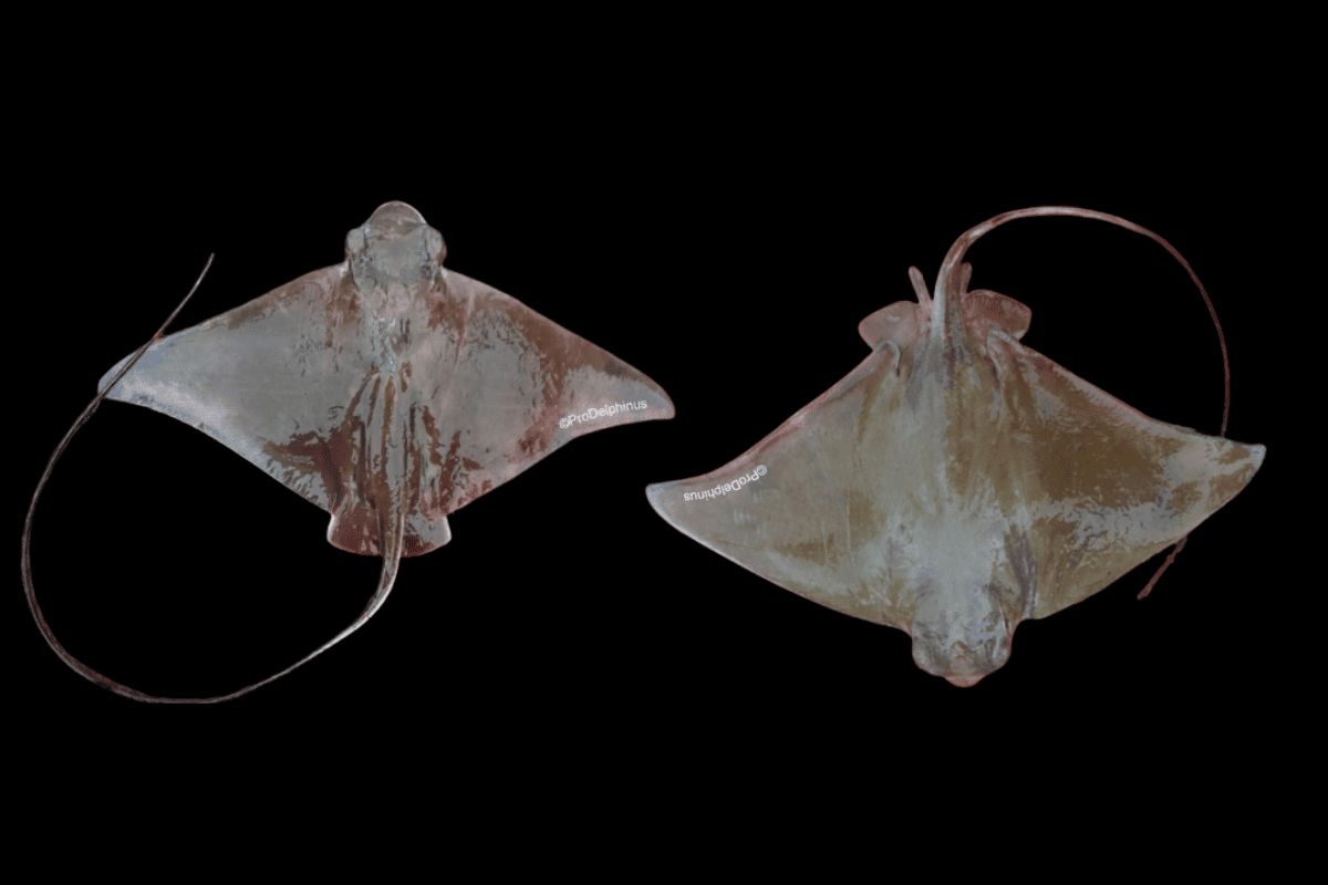 Perú - Estudio revela diferencias alimenticias entre rayas águilas del ...