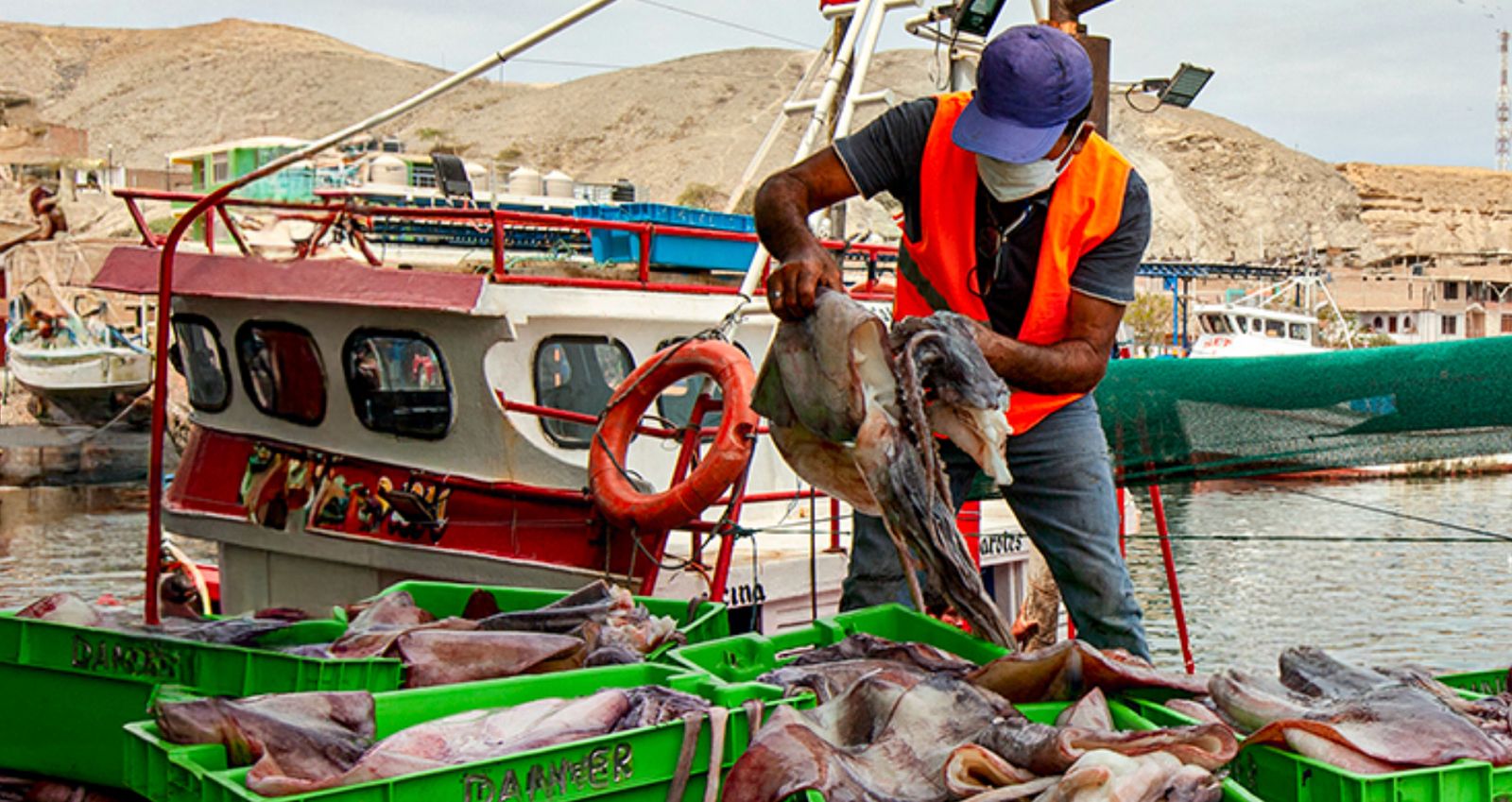 Perú - Expertos destacan nuevo reglamento sobre la pesca de pota en ...