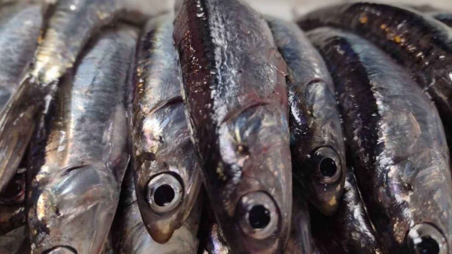 Argentina - Informe de la pesca y biología de la anchoíta argentina en 2024