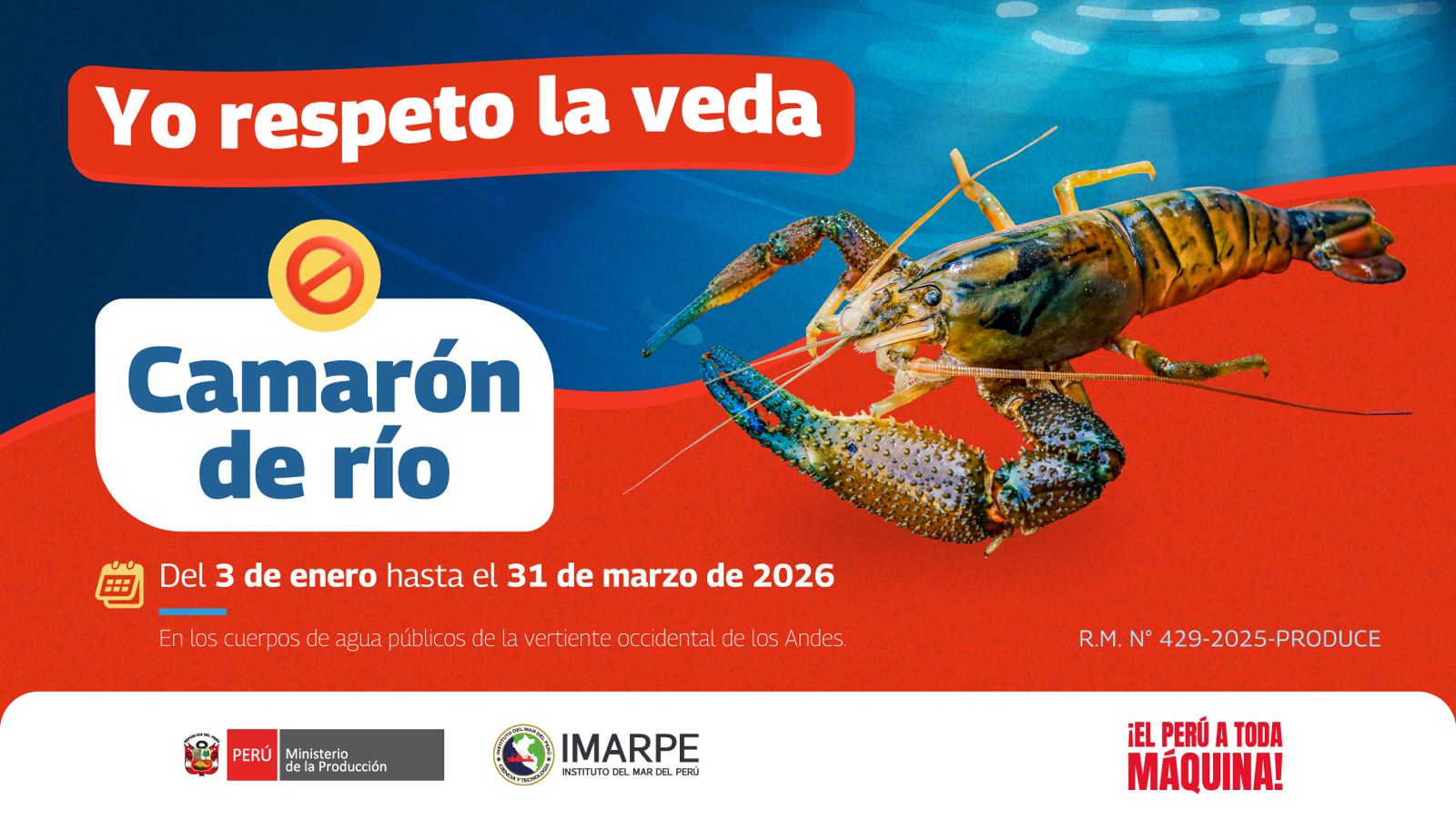 Perú - Inició la veda del camarón de río para proteger su...