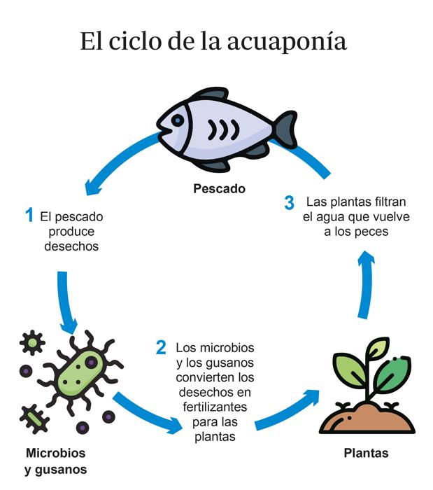 Qué Es Y Cómo Funciona La Acuaponía La Acuaponia Ofrece Una Serie