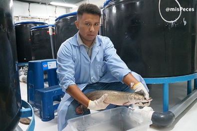 Perú - Empresa peruana pone a punto el cultivo intensivo de paiche ...