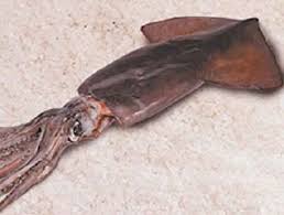 Detalle Noticias - Oannes