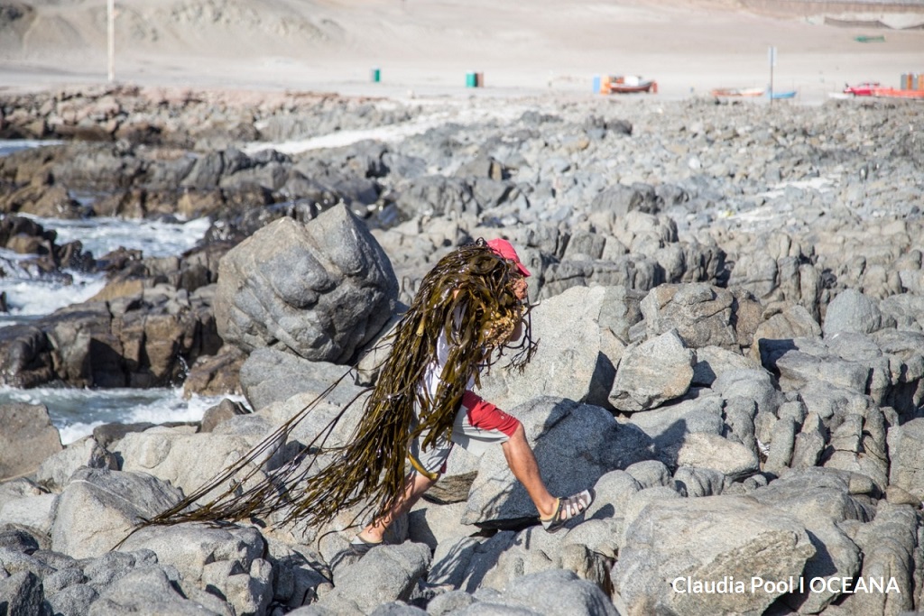Chile - Alerta por dramática deforestación de bosques de macroalgas en ...