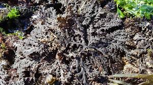 Detalle Noticias - Oannes