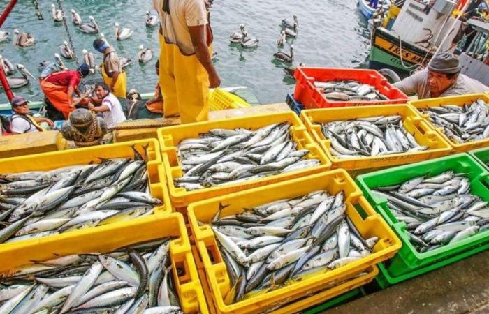 Perú - Jurel y caballa, alimentos que deben llegar a todo el Perú