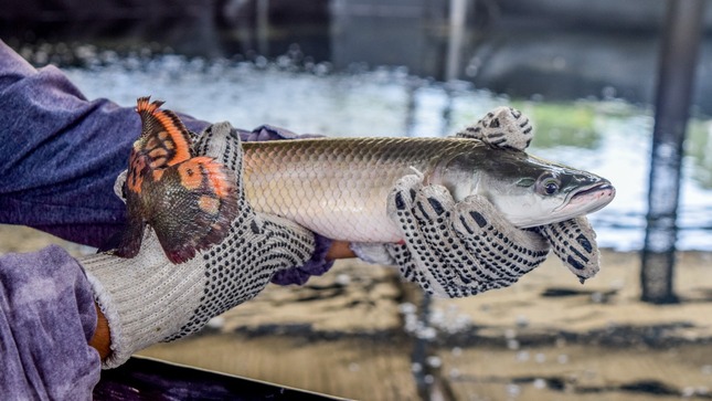 Perú - Plan de negocio para la cadena acuícola del paiche de Loreto y ...