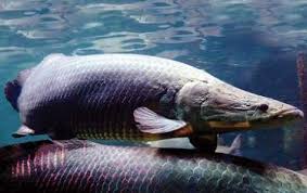 Perú - Aguaje, camu camu y paiche, los superalimentos amazónicos que ...