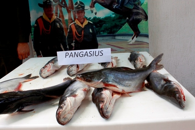 Colombia - El Huila está invadido del prohibido pez basa