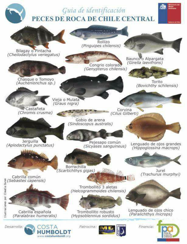 Detalle Noticias - Oannes