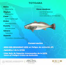 México - Totoaba de cultivo, expediente sin resolver
